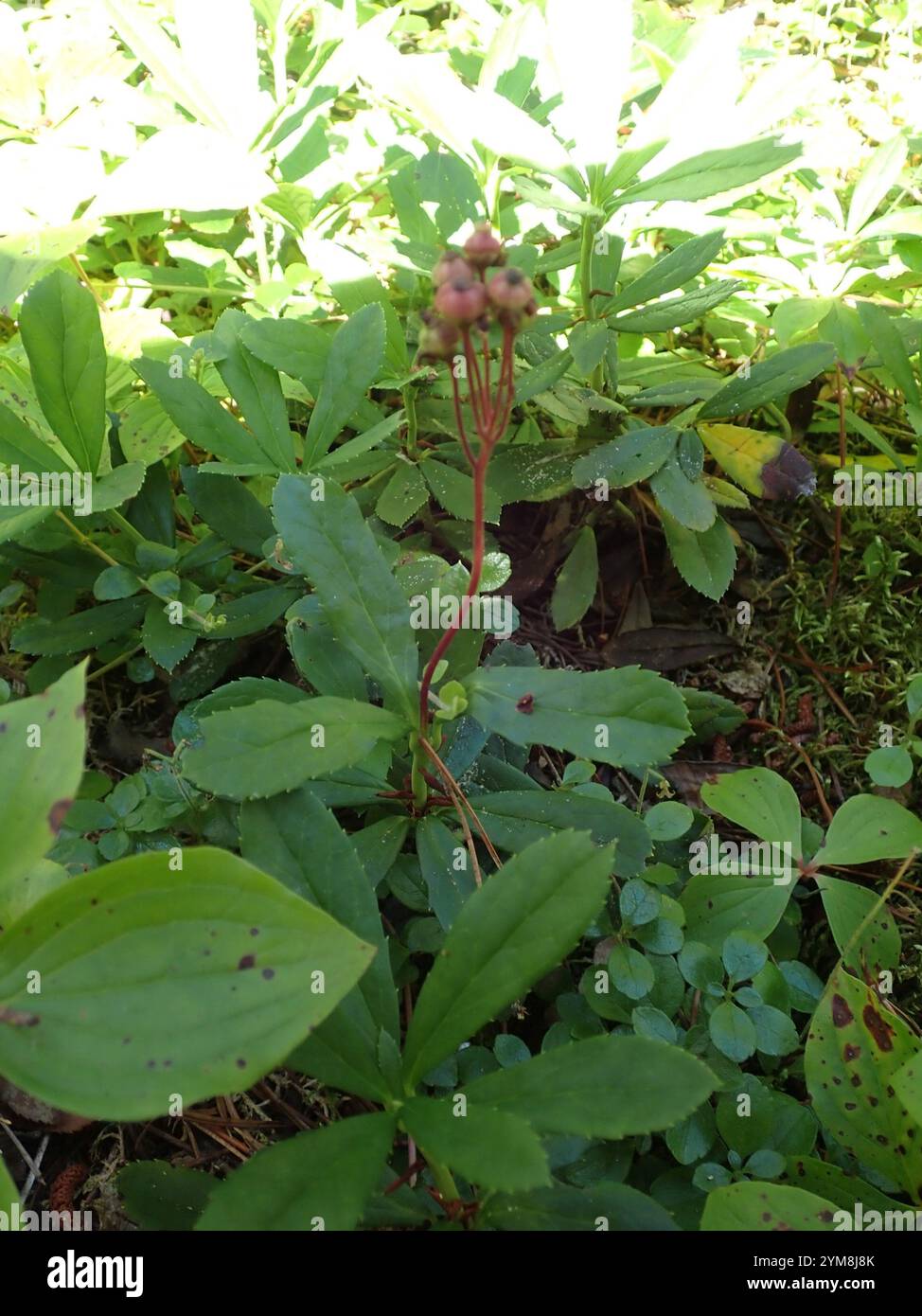 pipsissewa (Chimaphila umbellata Stock Photo - Alamy