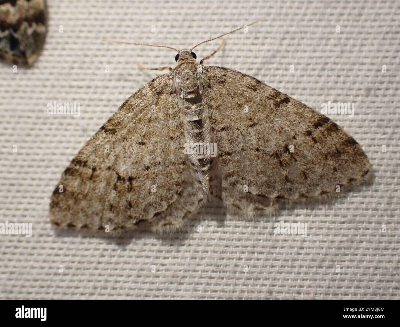 Welsh Wave Moth (Venusia cambrica Stock Photo - Alamy