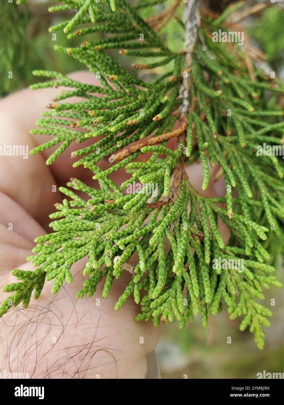 Seaside Juniper (Juniperus maritima Stock Photo - Alamy