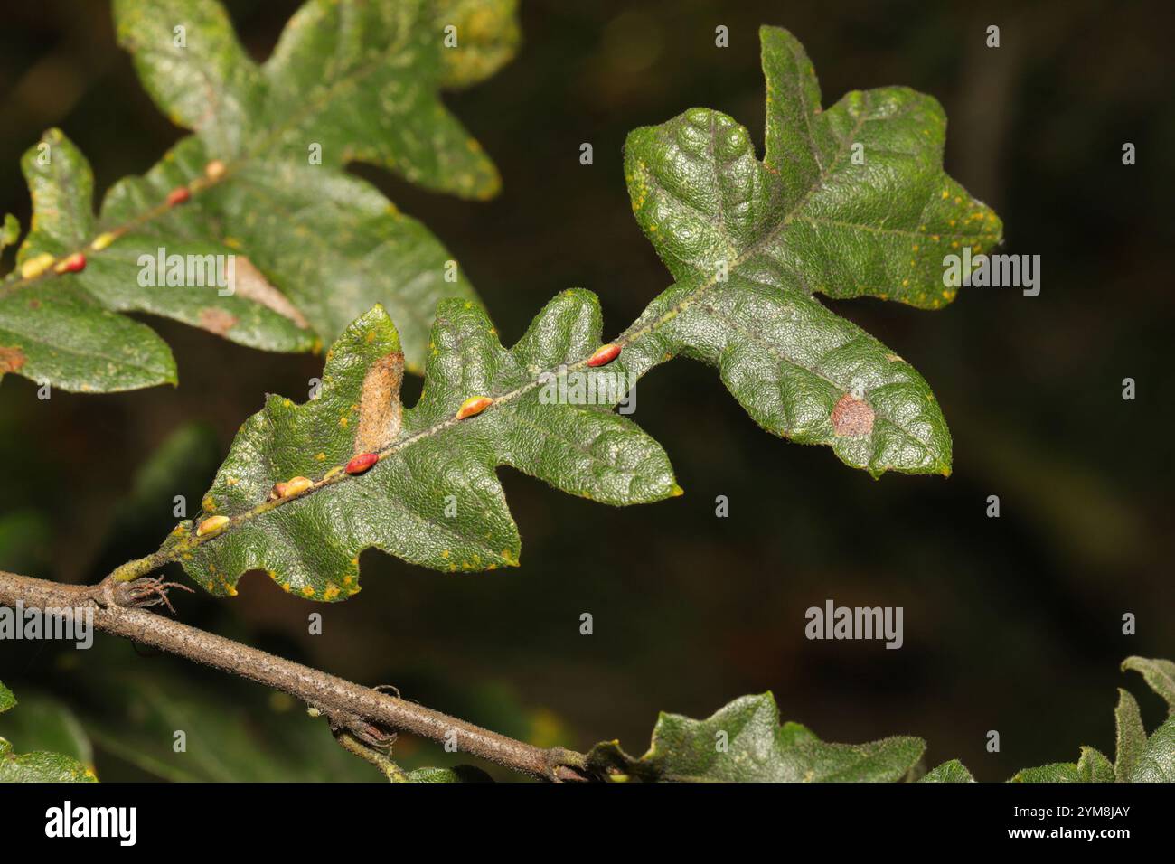 Turkey Oak (Quercus cerris Stock Photo - Alamy