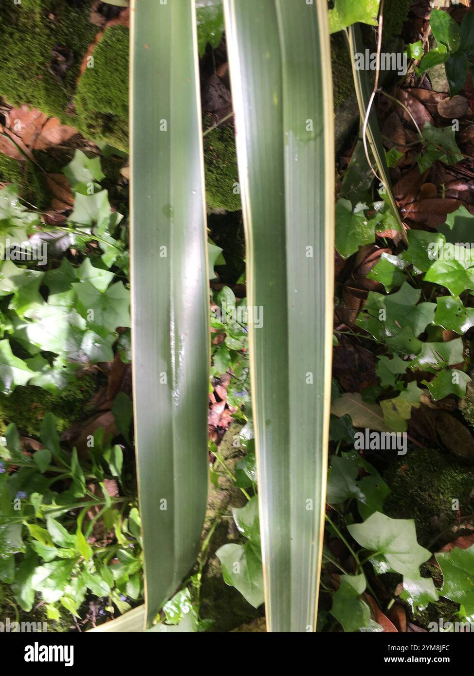 vascular plants (Tracheophyta Stock Photo - Alamy