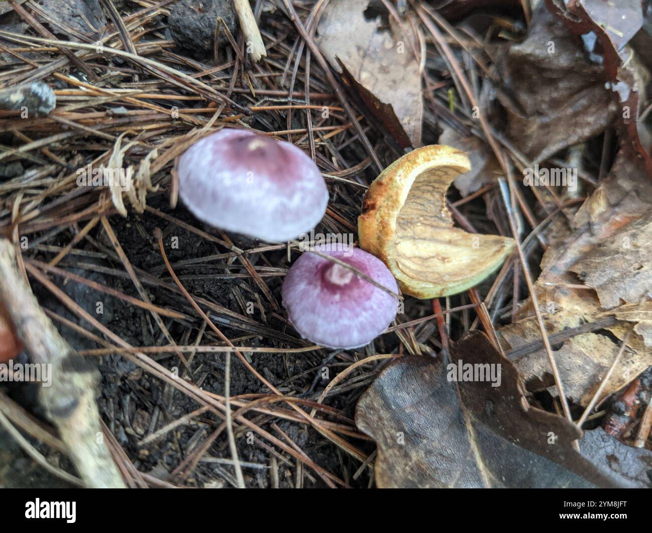 Lilac Fibrecap (Inocybe lilacina Stock Photo - Alamy
