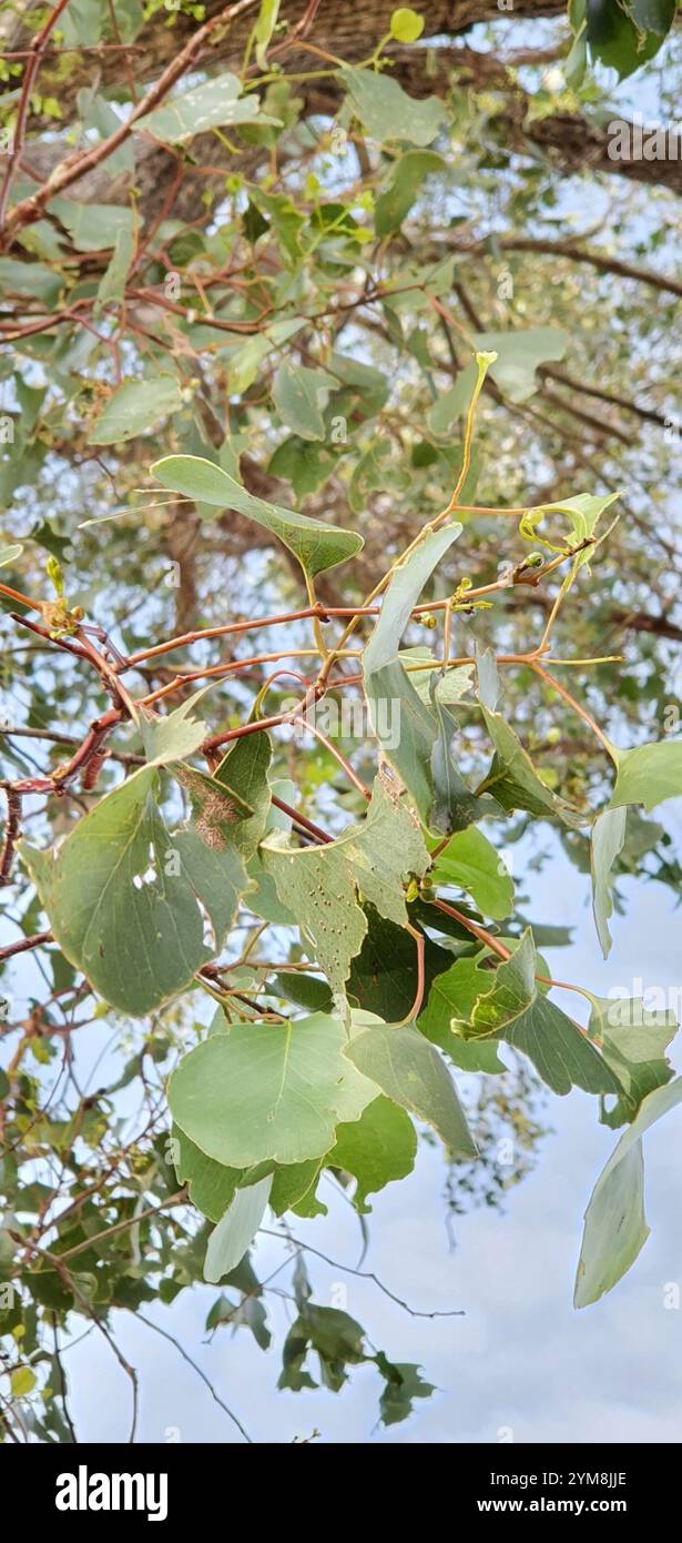 Poplar Box (Eucalyptus populnea Stock Photo - Alamy