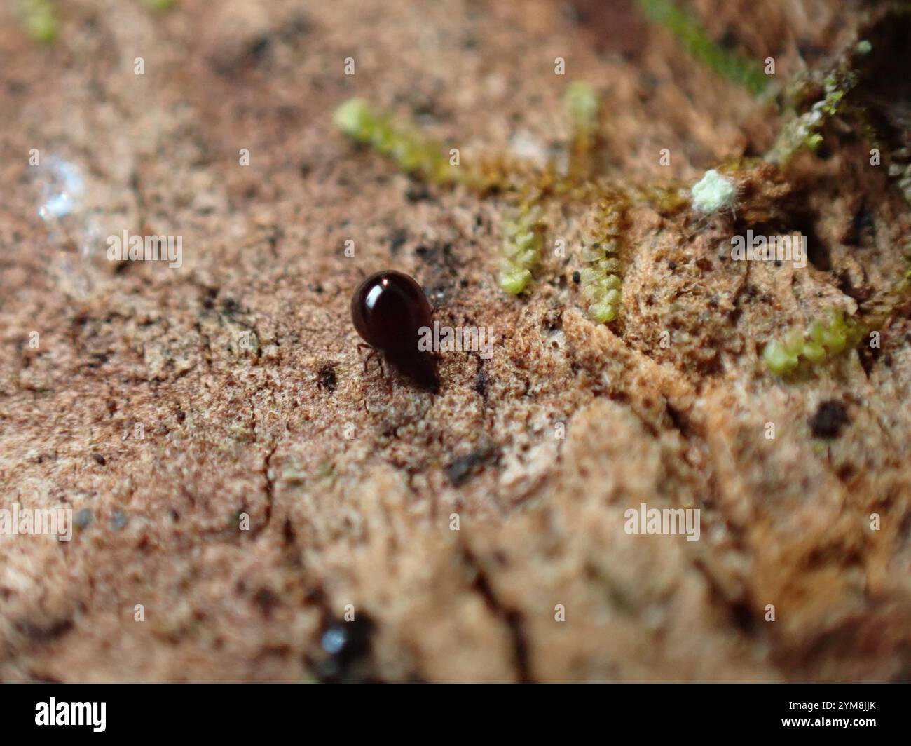 beetle mites (Oribatida Stock Photo - Alamy