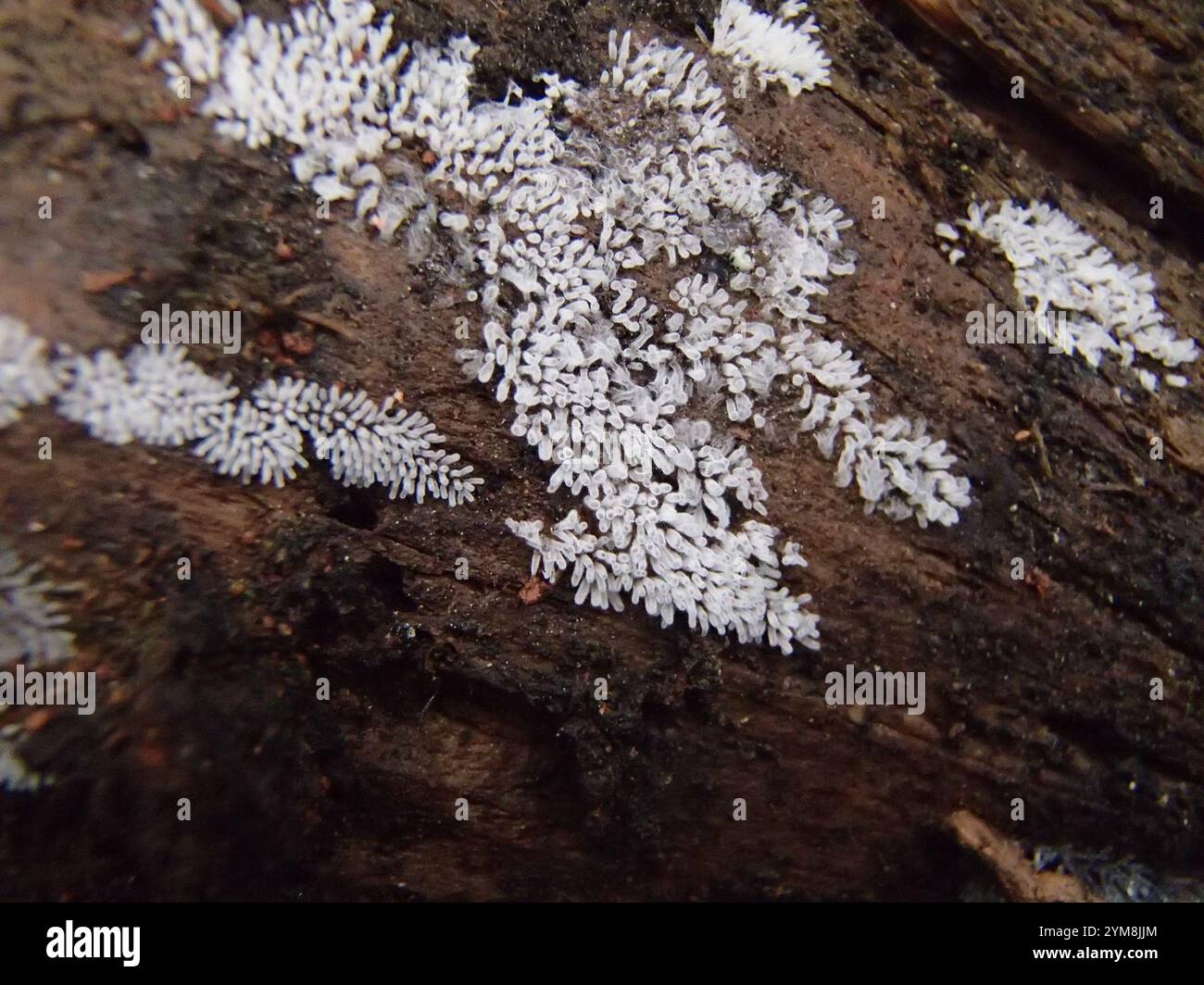 Honeycomb Coral Slime Mold (Ceratiomyxa fruticulosa Stock Photo - Alamy