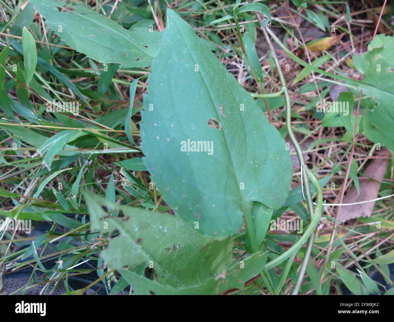 Short's aster (Symphyotrichum shortii Stock Photo - Alamy
