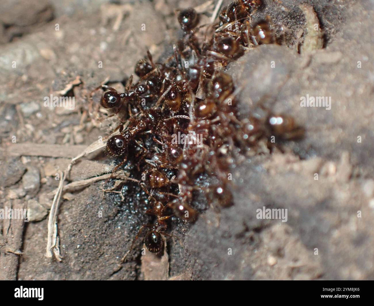 Western Collared Ant (Aphaenogaster occidentalis Stock Photo - Alamy