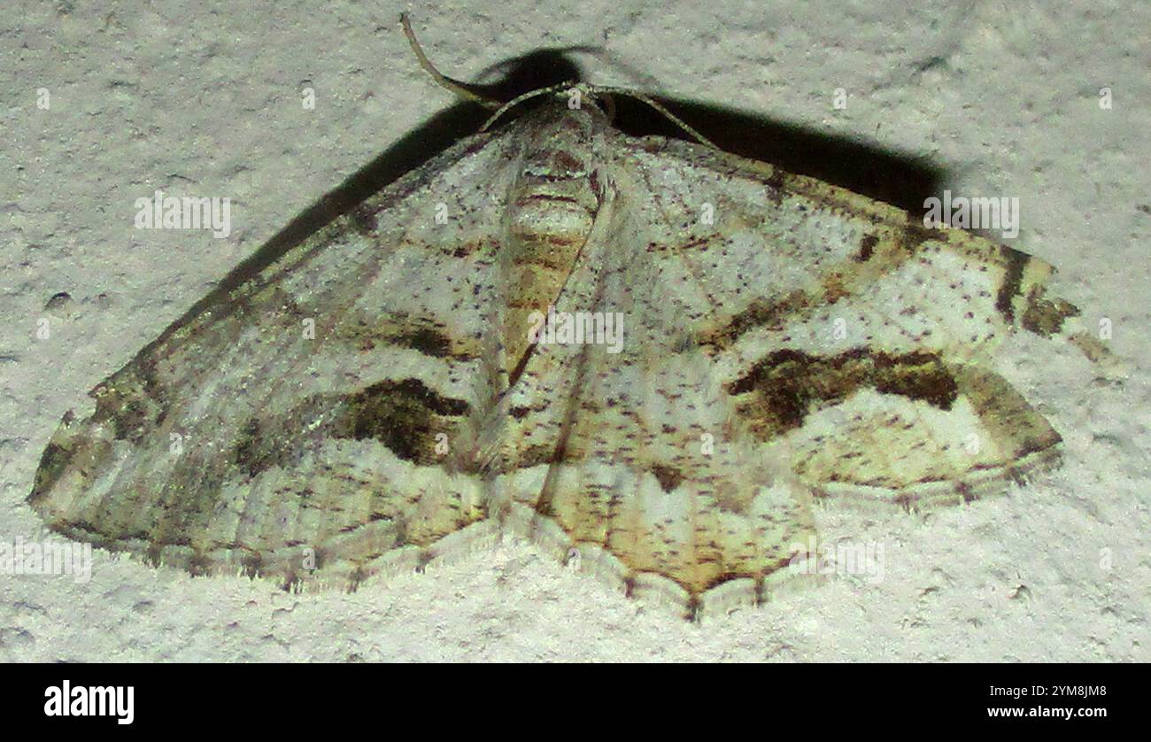 Geometer Moths (Geometridae Stock Photo - Alamy