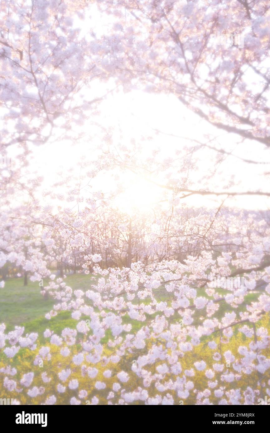 Soft focus setting sun hi-res stock photography and images - Alamy