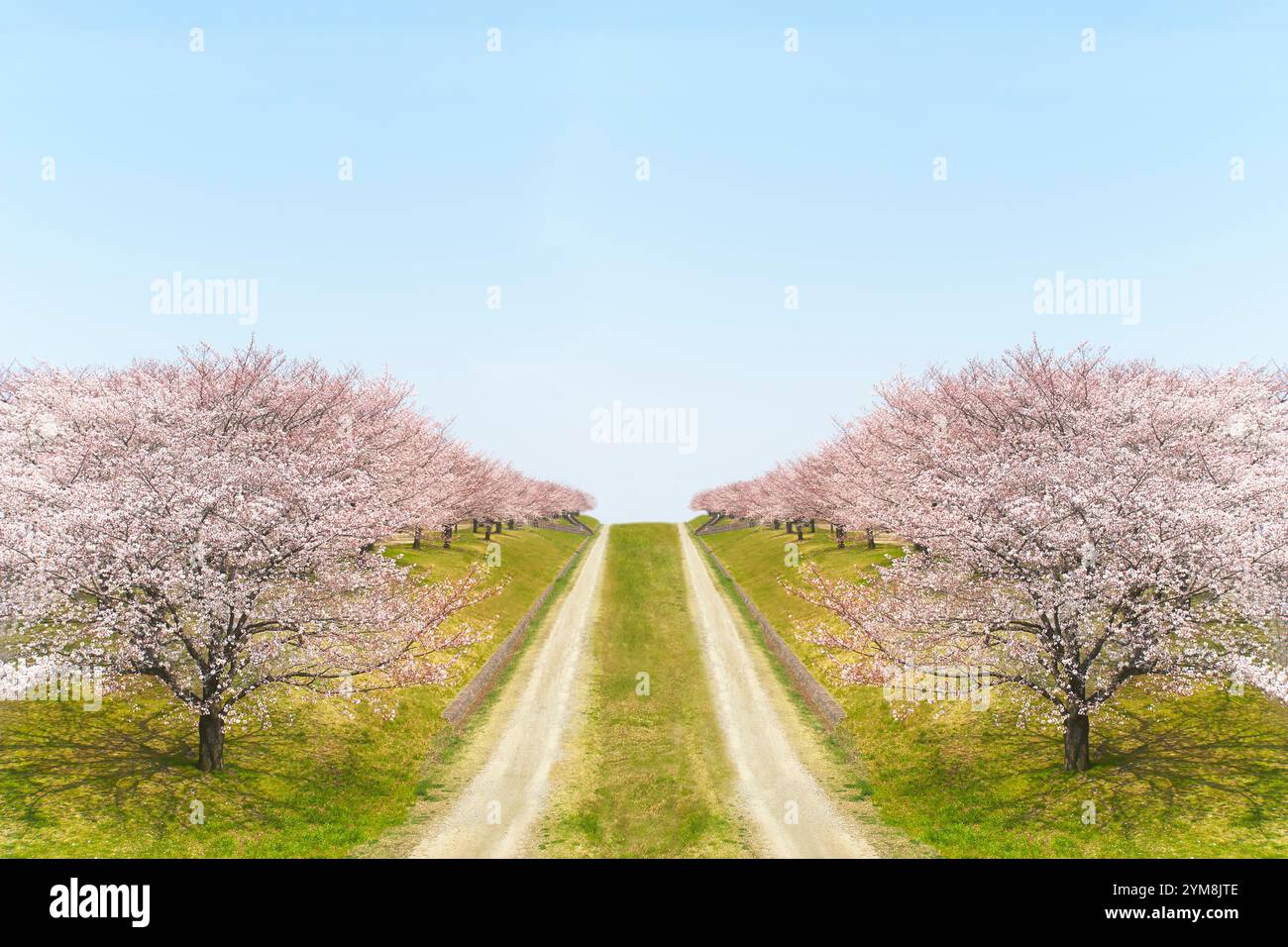 Cherry blossom lined road hi-res stock photography and images - Alamy