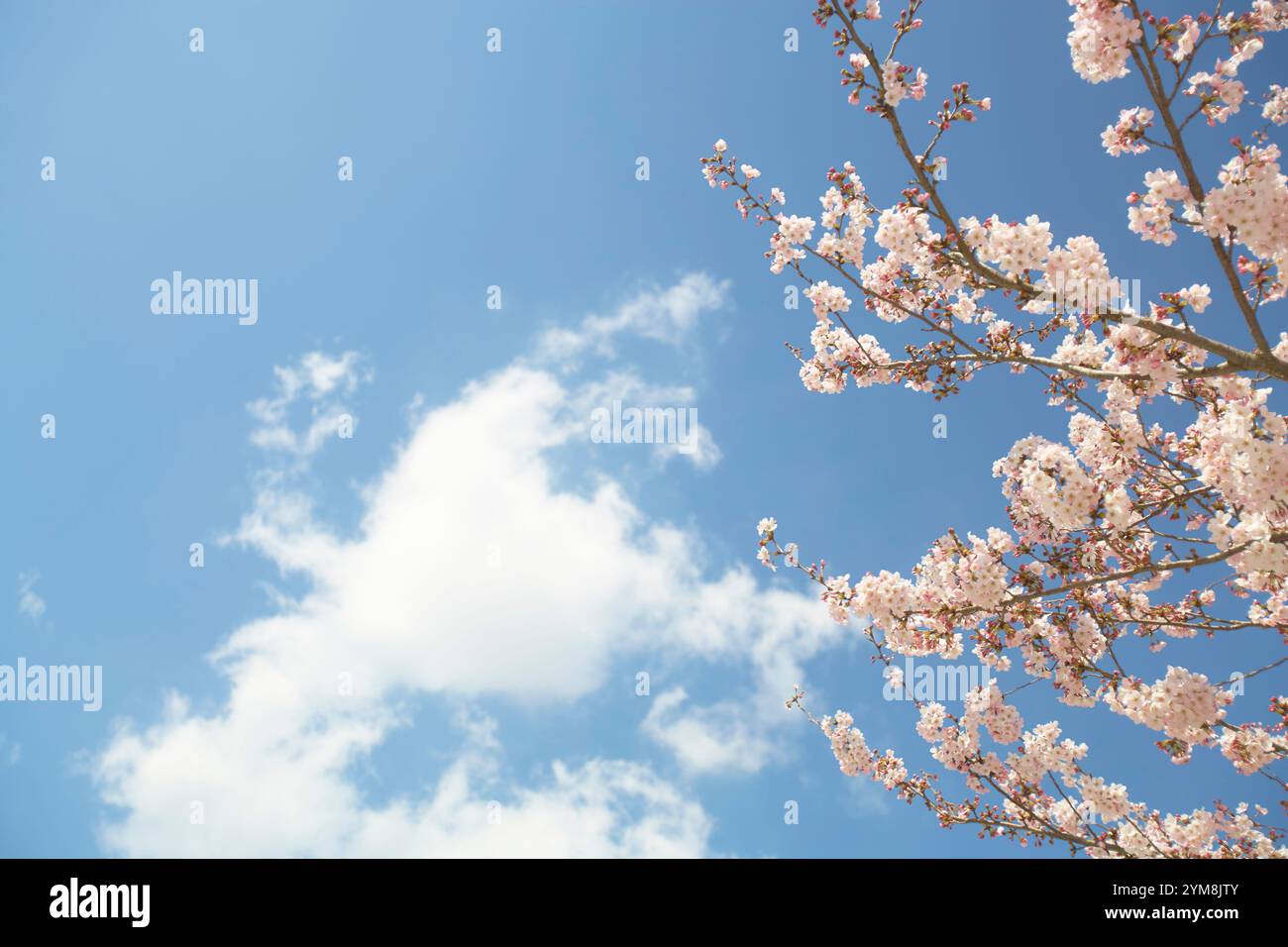Spring clouds and cherry blossoms Stock Photo - Alamy