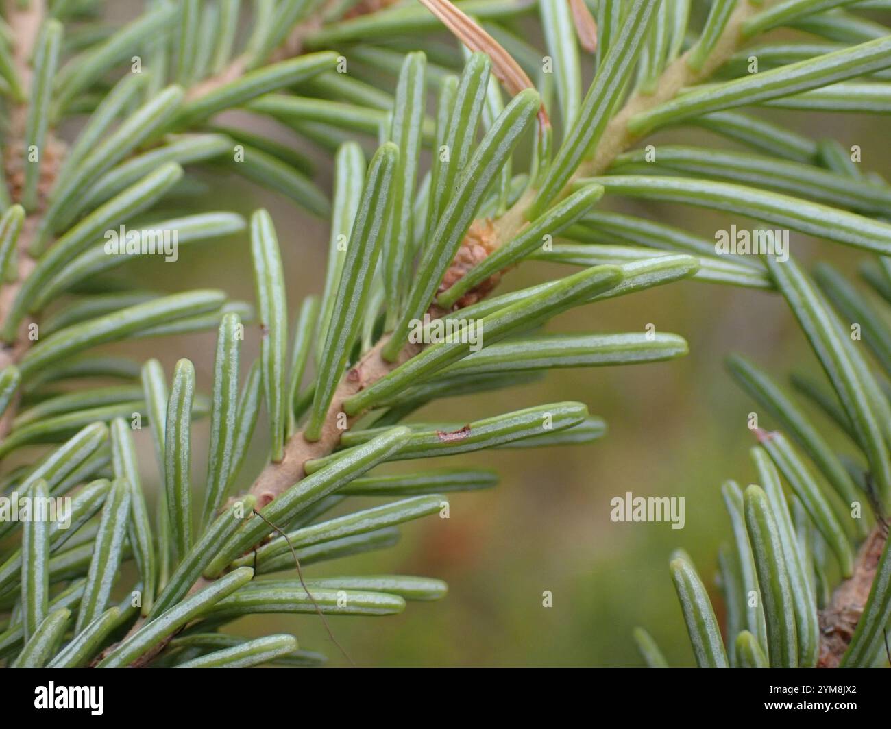 pine family (Pinaceae Stock Photo - Alamy