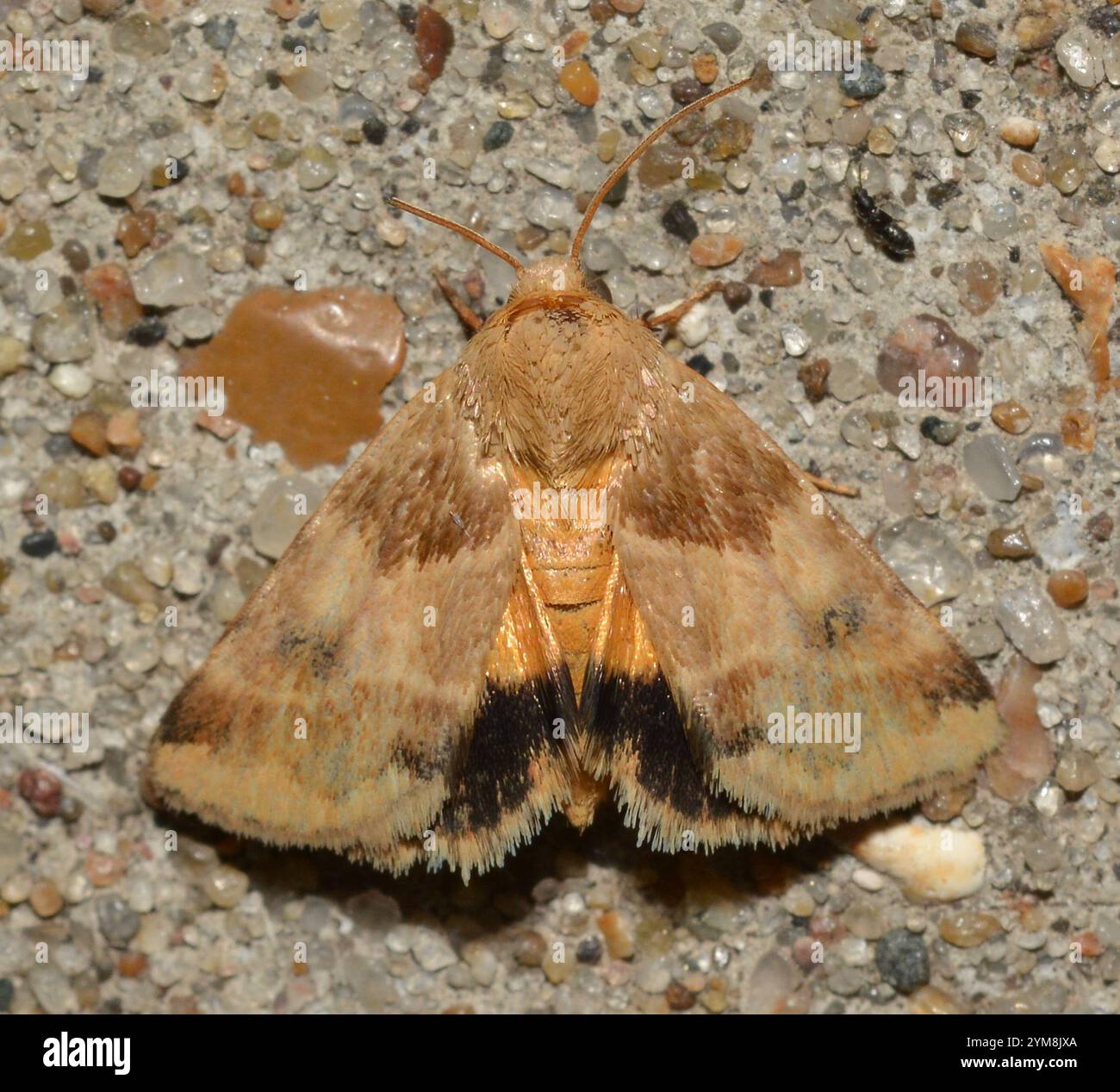 Lynx Flower Moth (Schinia lynx Stock Photo - Alamy