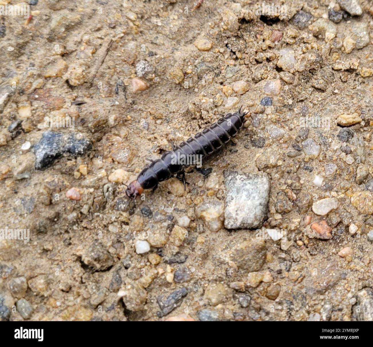 Violet ground beetle (Carabus violaceus Stock Photo - Alamy