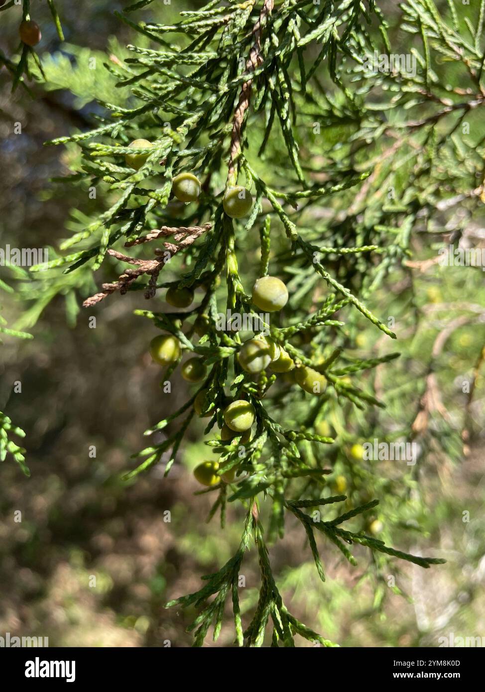 eastern redcedar (Juniperus virginiana Stock Photo - Alamy