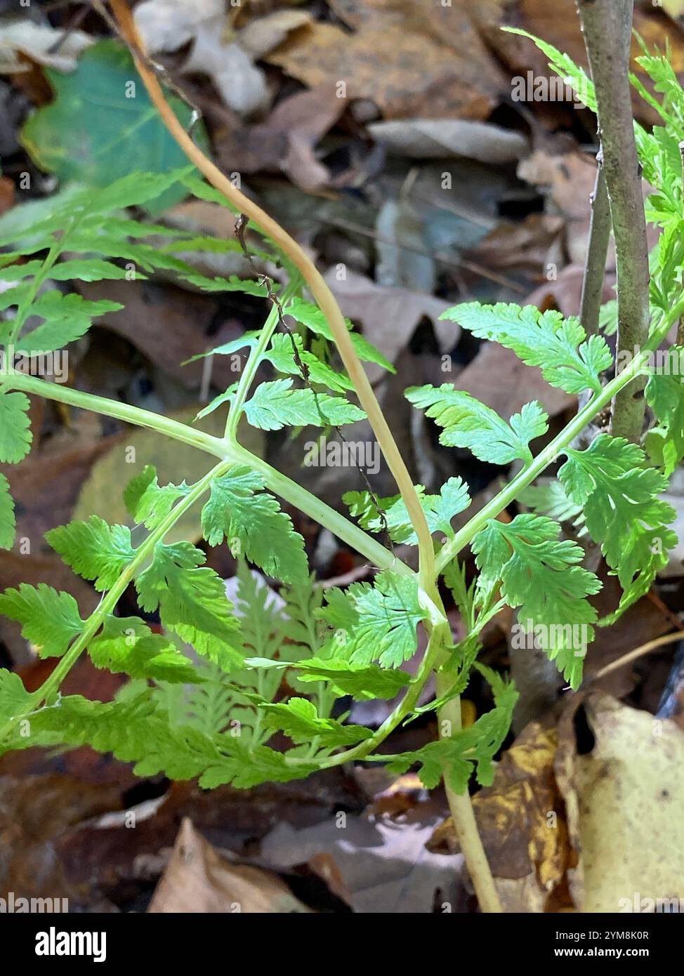 rattlesnake fern (Botrypus virginianus Stock Photo - Alamy