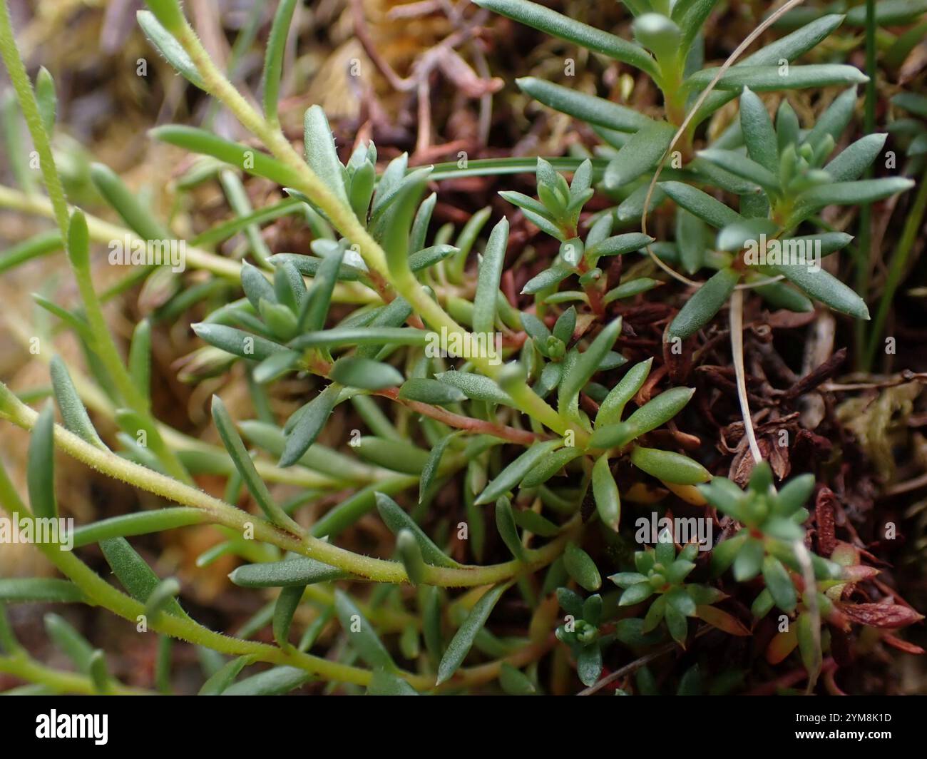 Yellow Saxifrage (Saxifraga aizoides Stock Photo - Alamy