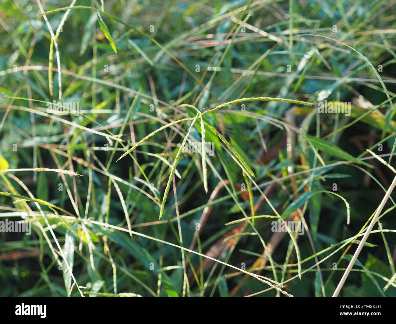 Japanese stiltgrass (Microstegium vimineum Stock Photo - Alamy