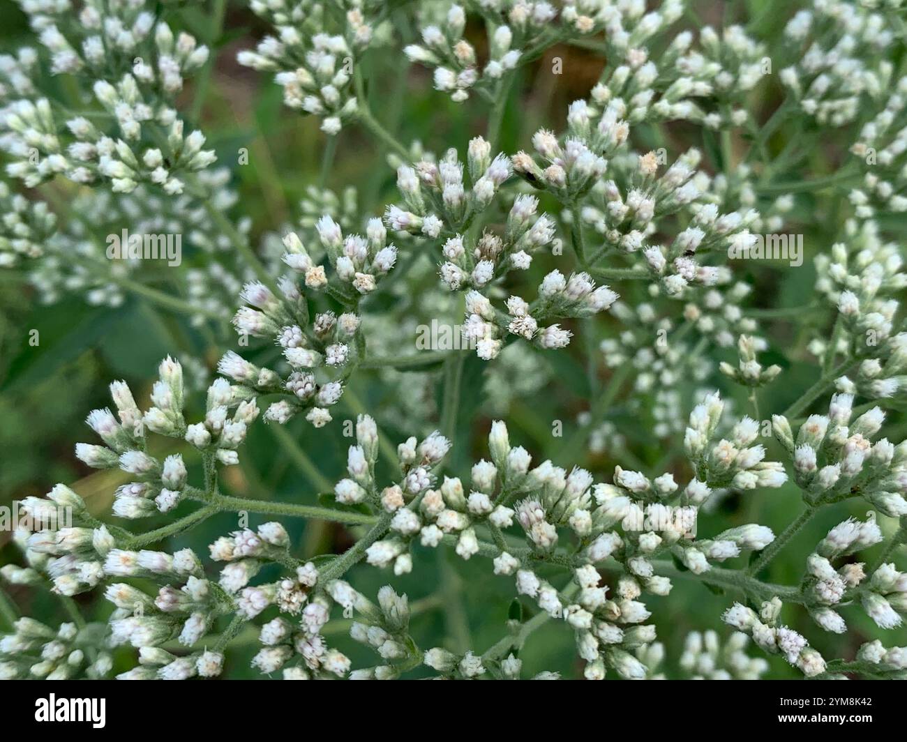 round-leaved boneset (Eupatorium rotundifolium Stock Photo - Alamy
