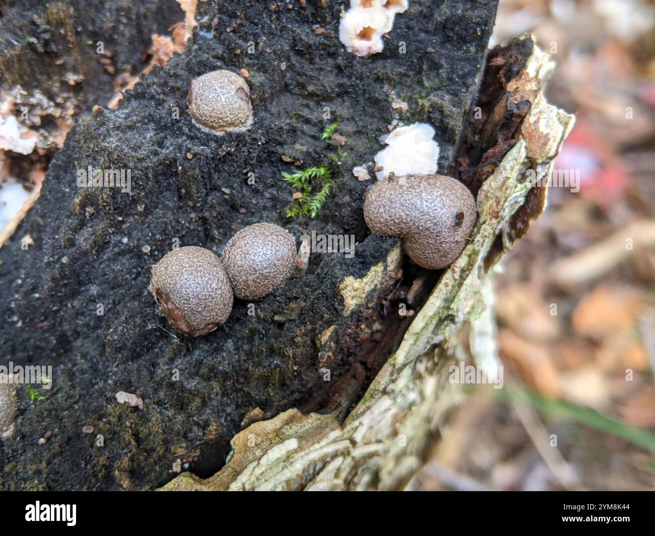 Wolf's Milk (Lycogala epidendrum Stock Photo - Alamy