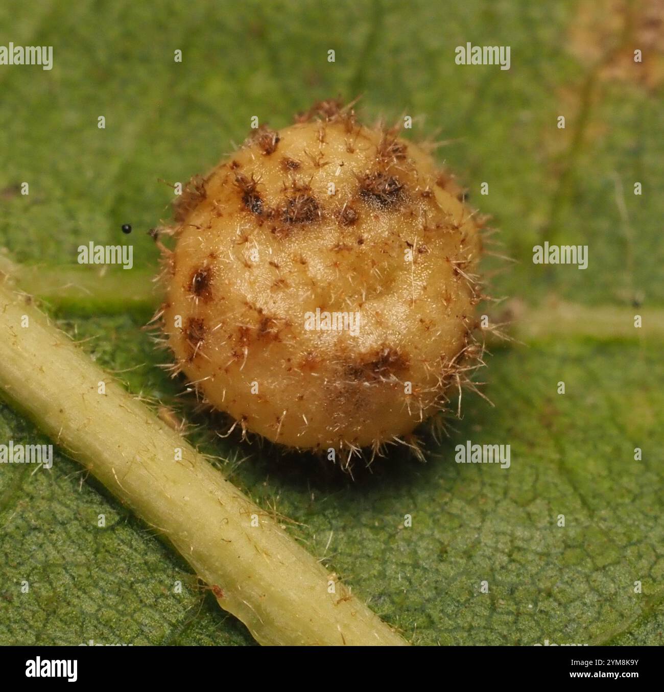 Chalcidoid Wasps (Chalcidoidea Stock Photo - Alamy