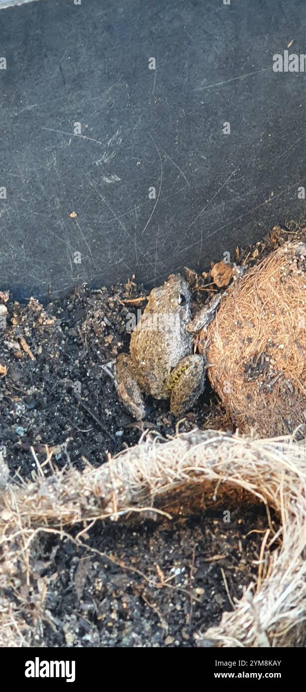 Bumpy Rocket Frog (Litoria inermis Stock Photo - Alamy