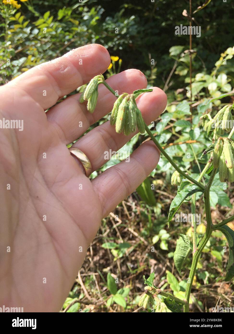 lion's foot rattlesnake root (Nabalus serpentarius Stock Photo - Alamy