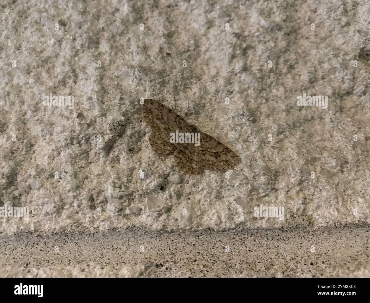 Small Engrailed (Ectropis crepuscularia Stock Photo - Alamy