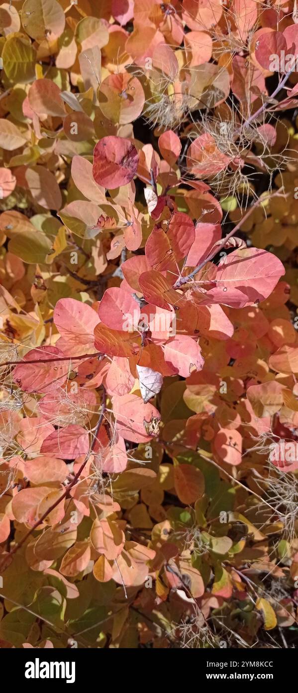 Smokebush (Cotinus coggygria Stock Photo - Alamy
