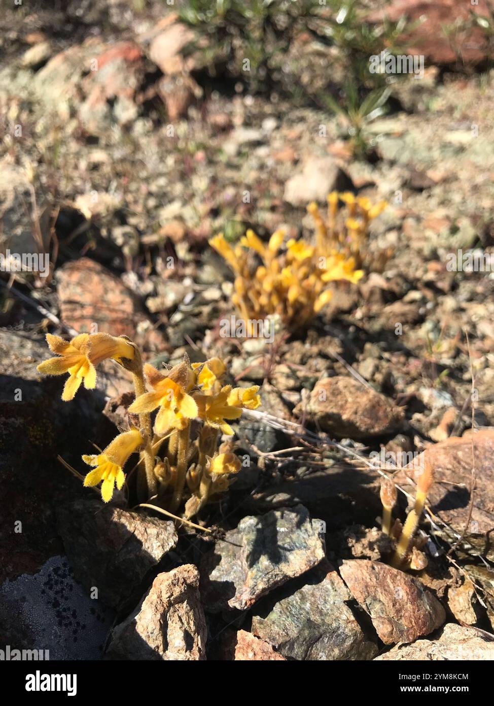 yellow clustered broomrape (Aphyllon franciscanum Stock Photo - Alamy