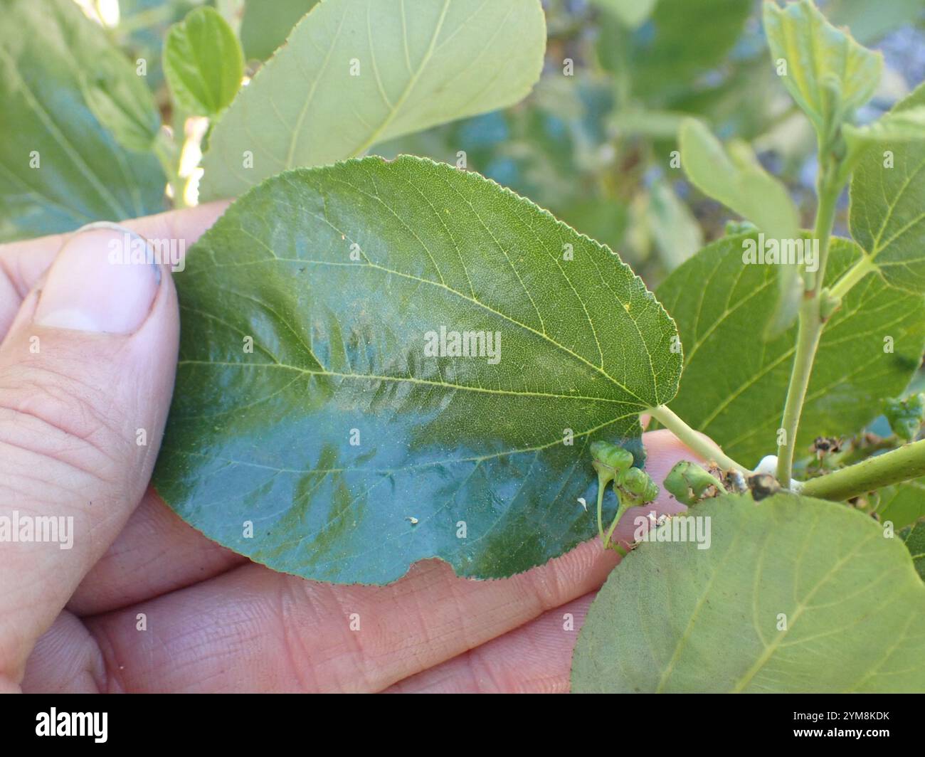 Snowbrush Ceanothus (Ceanothus velutinus Stock Photo - Alamy