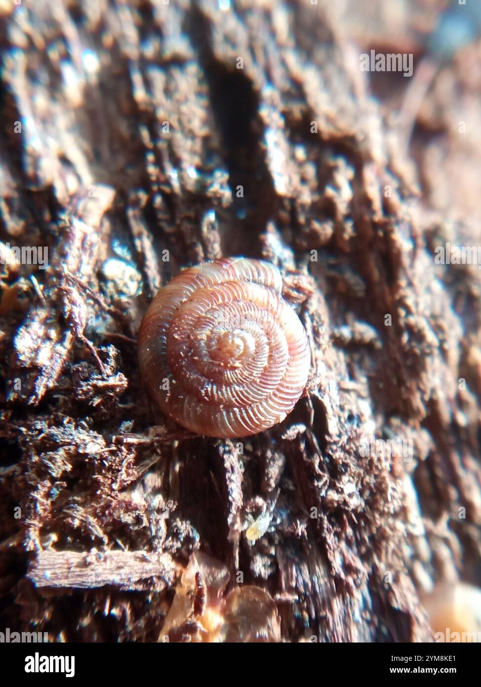 Rounded Snail (Gonyodiscus rotundatus Stock Photo - Alamy
