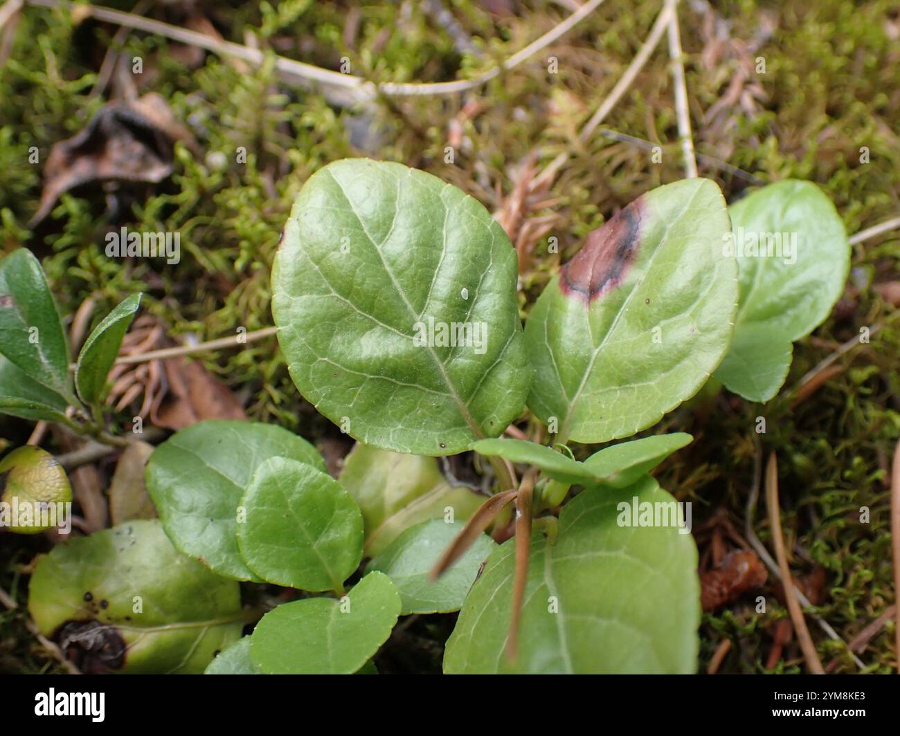 heath family (Ericaceae Stock Photo - Alamy