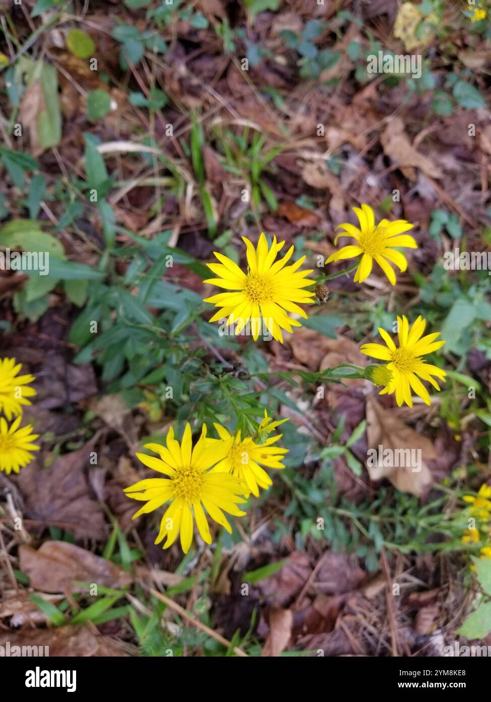 Maryland golden-aster (Chrysopsis mariana Stock Photo - Alamy