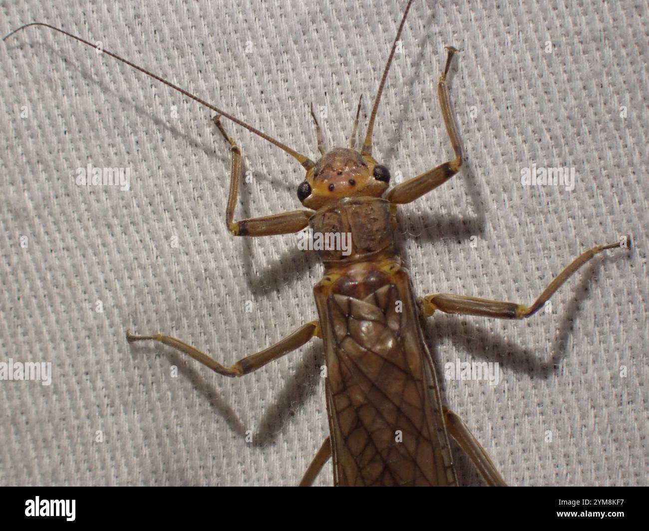 Common Stoneflies (Perlidae Stock Photo - Alamy