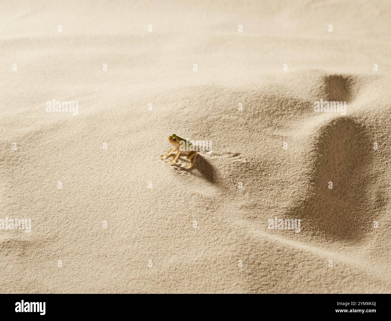 Sand frog hi-res stock photography and images - Alamy
