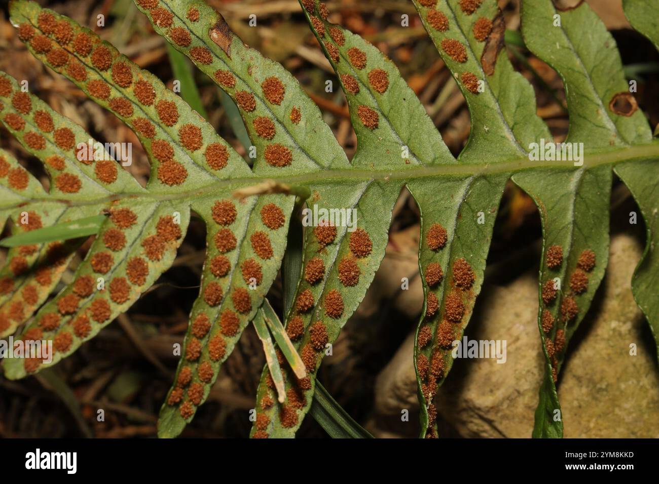 common polypody (Polypodium vulgare Stock Photo - Alamy