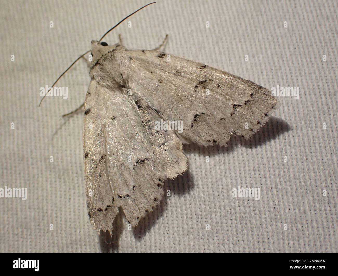 Unmarked Dagger (Acronicta innotata Stock Photo - Alamy