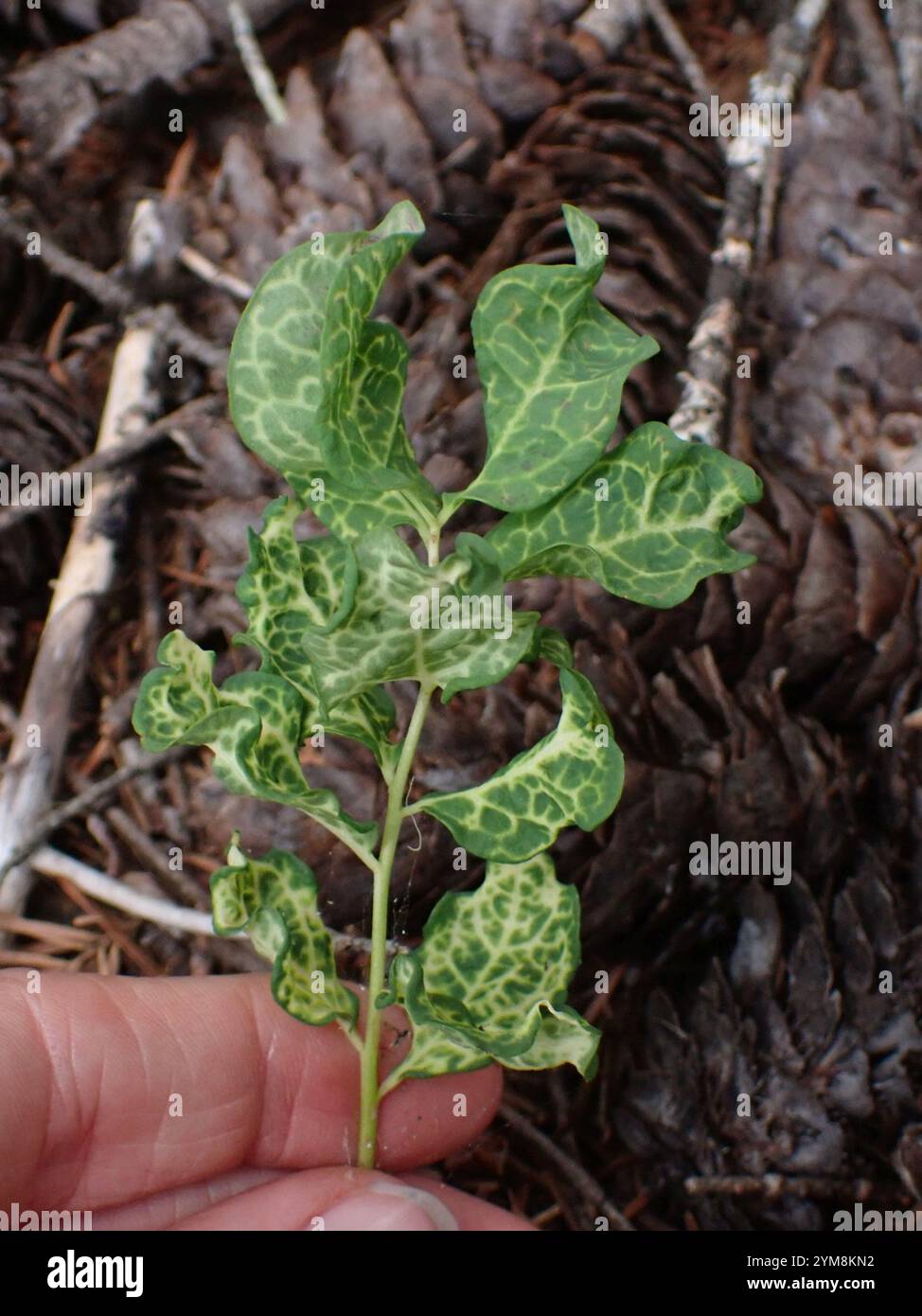 Northern Comandra (Geocaulon lividum Stock Photo - Alamy