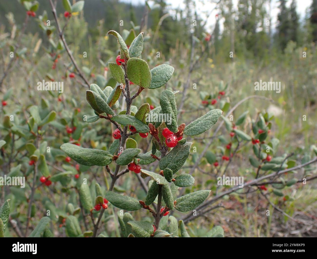 Canadian buffalo-berry (Shepherdia canadensis Stock Photo - Alamy