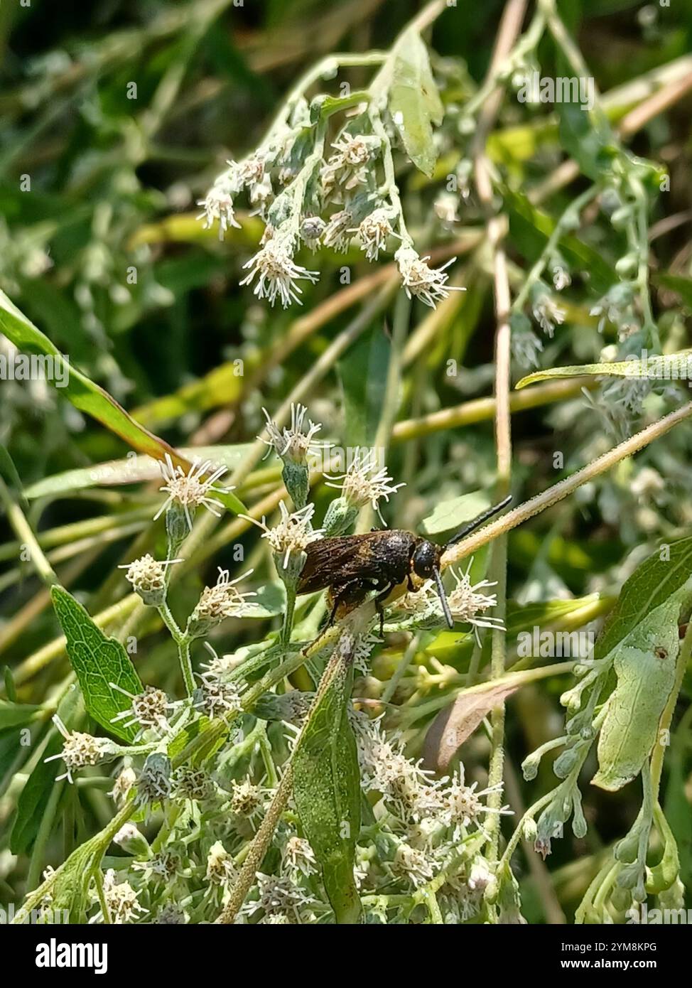 Two-spotted Scoliid Wasp (Scolia dubia dubia Stock Photo - Alamy