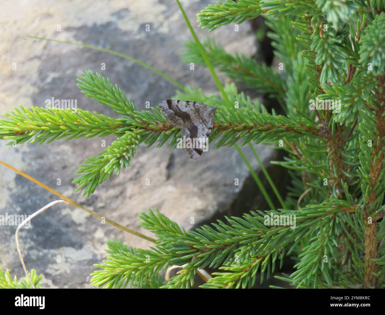 Geometer Moths (Geometridae Stock Photo - Alamy