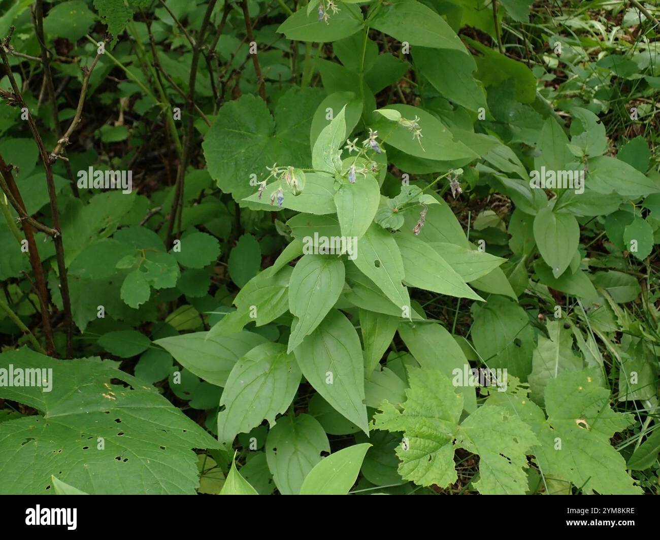 Tall Bluebell (Mertensia paniculata Stock Photo - Alamy