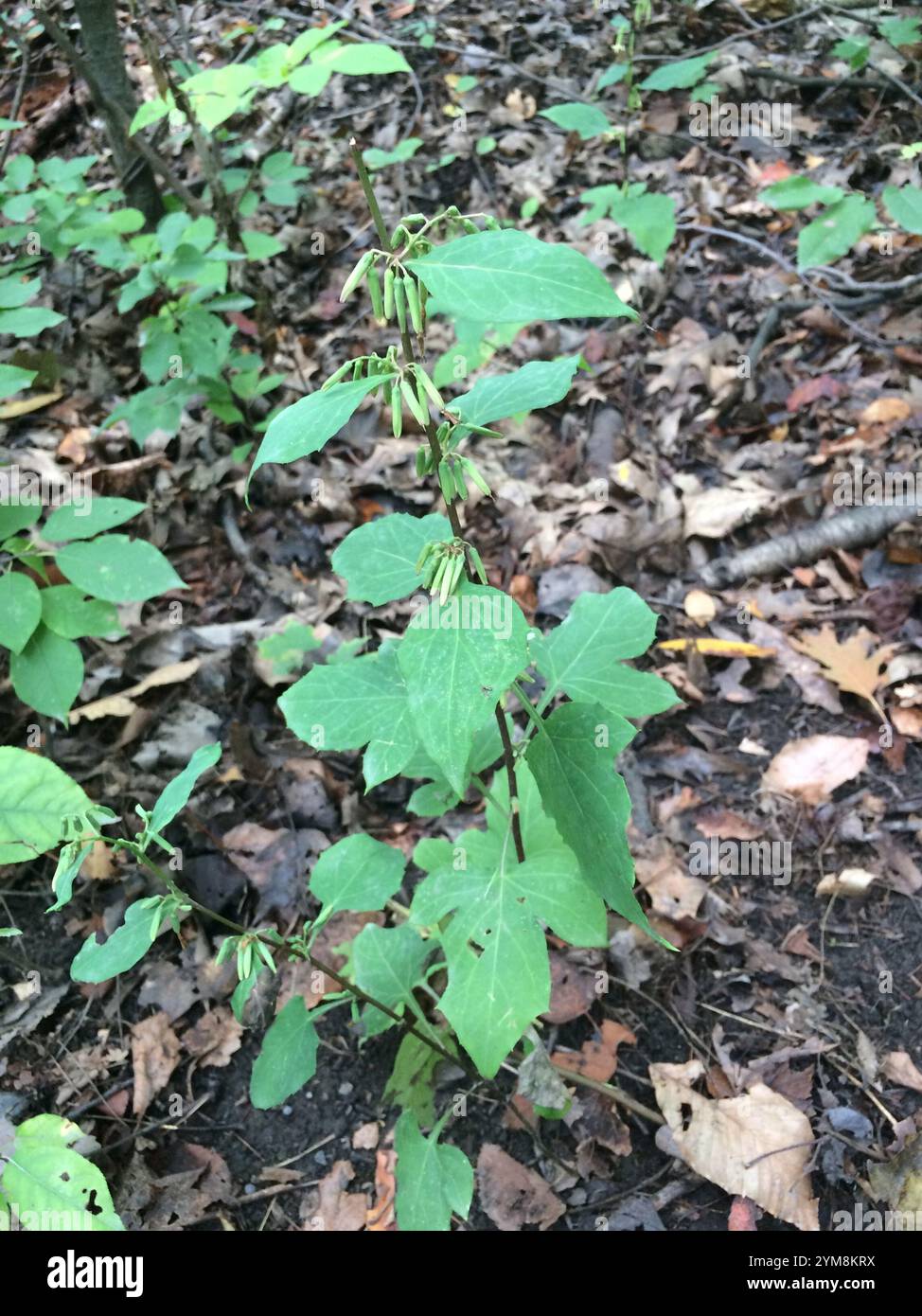 tall rattlesnake root (Nabalus altissimus Stock Photo - Alamy