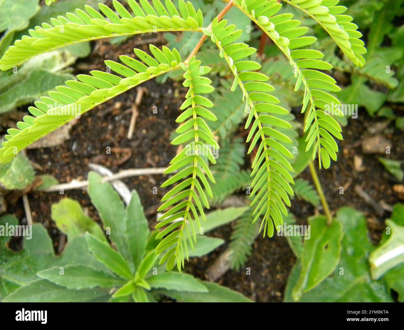 Plume Albizia (Paraserianthes lophantha Stock Photo - Alamy