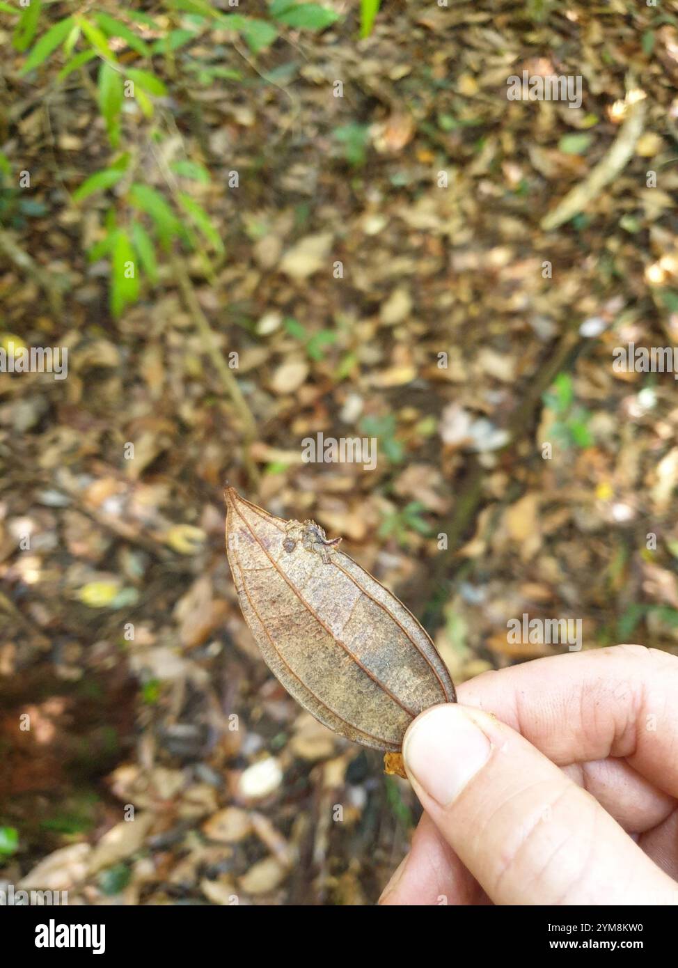 scrub turpentine (Rhodamnia rubescens Stock Photo - Alamy
