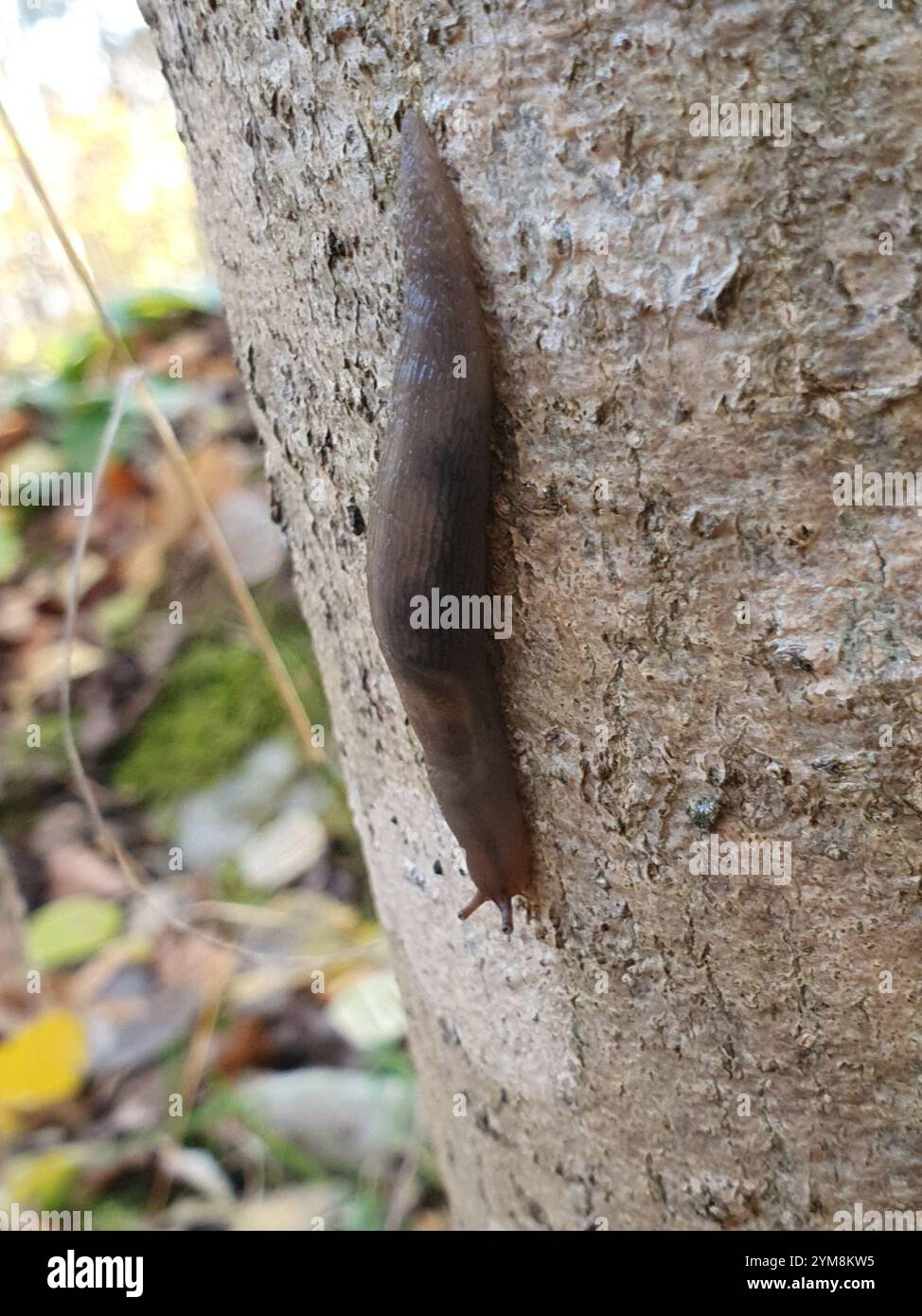 Tree slug (Lehmannia marginata Stock Photo - Alamy