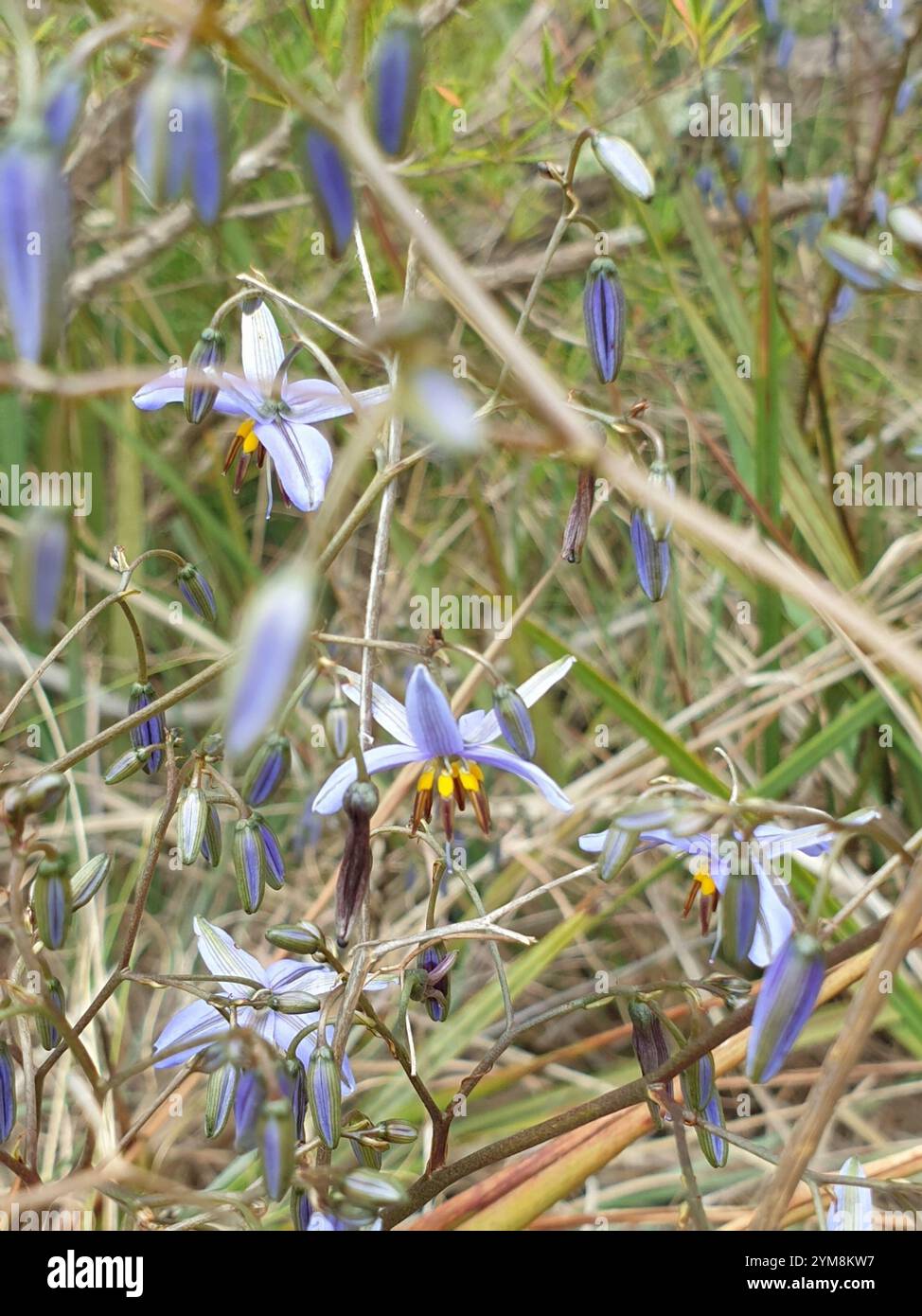 Blueberry Lily (Dianella revoluta Stock Photo - Alamy