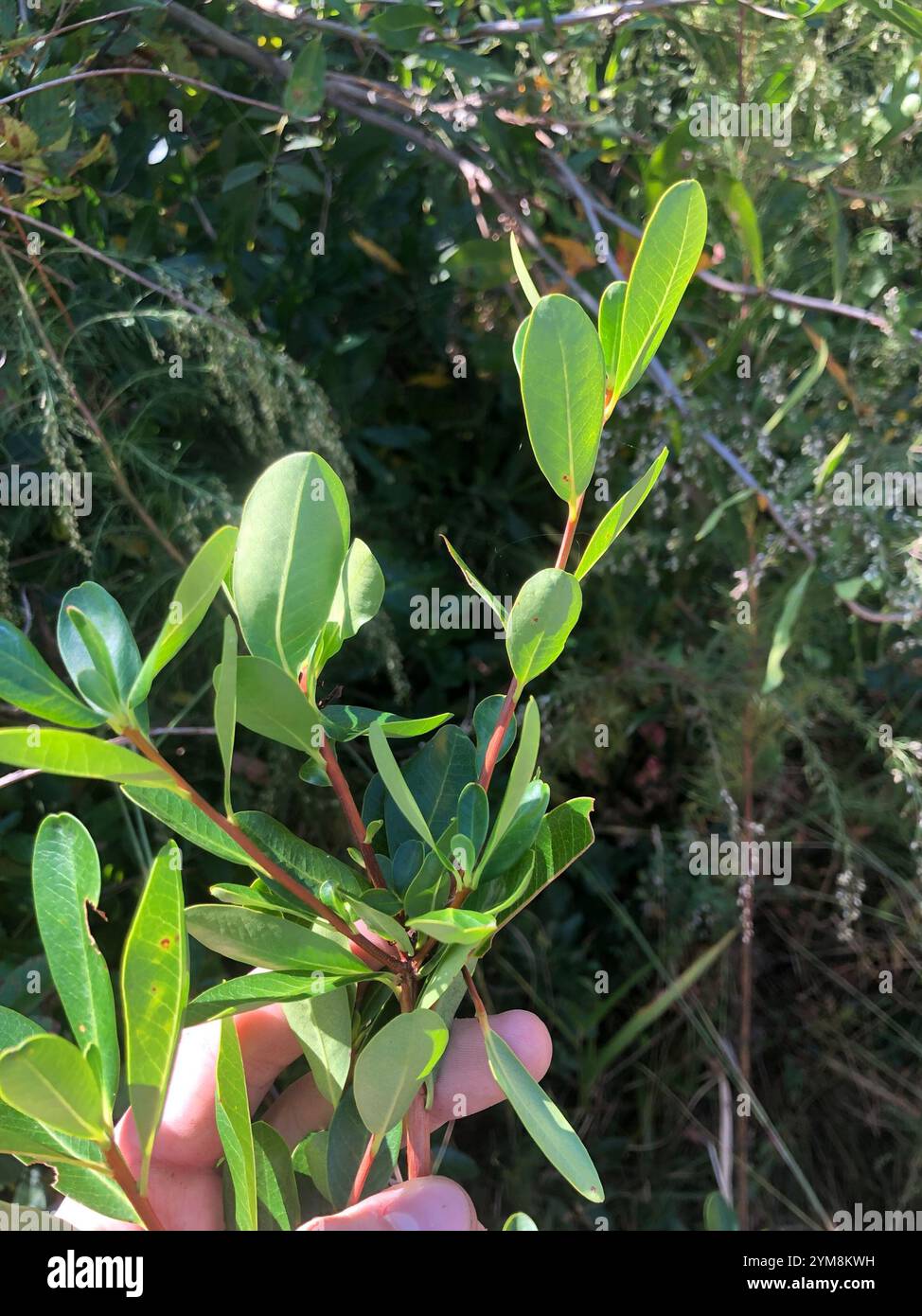 Swamp titi (Cyrilla racemiflora Stock Photo - Alamy