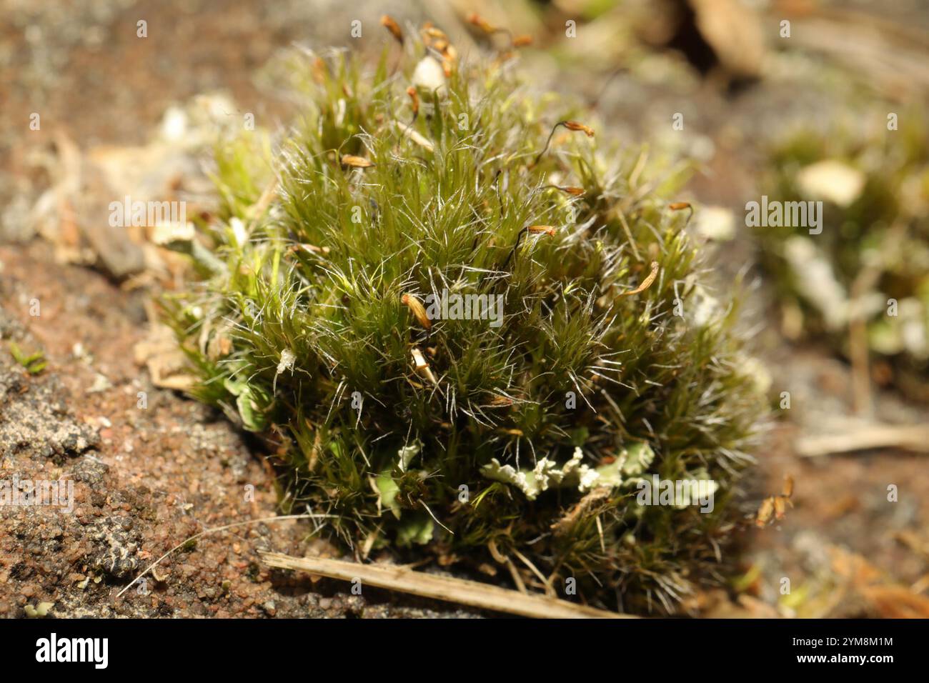 Campylopus moss campylopus introflexus hi-res stock photography and ...